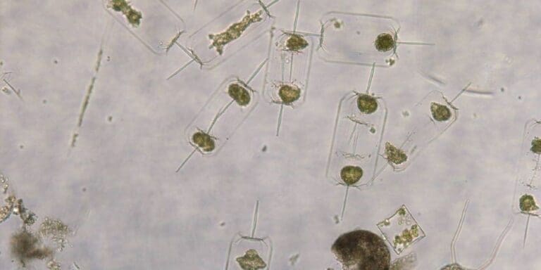 Marine heatwaves amplify climate stress on North Sea plankton • Muser Press